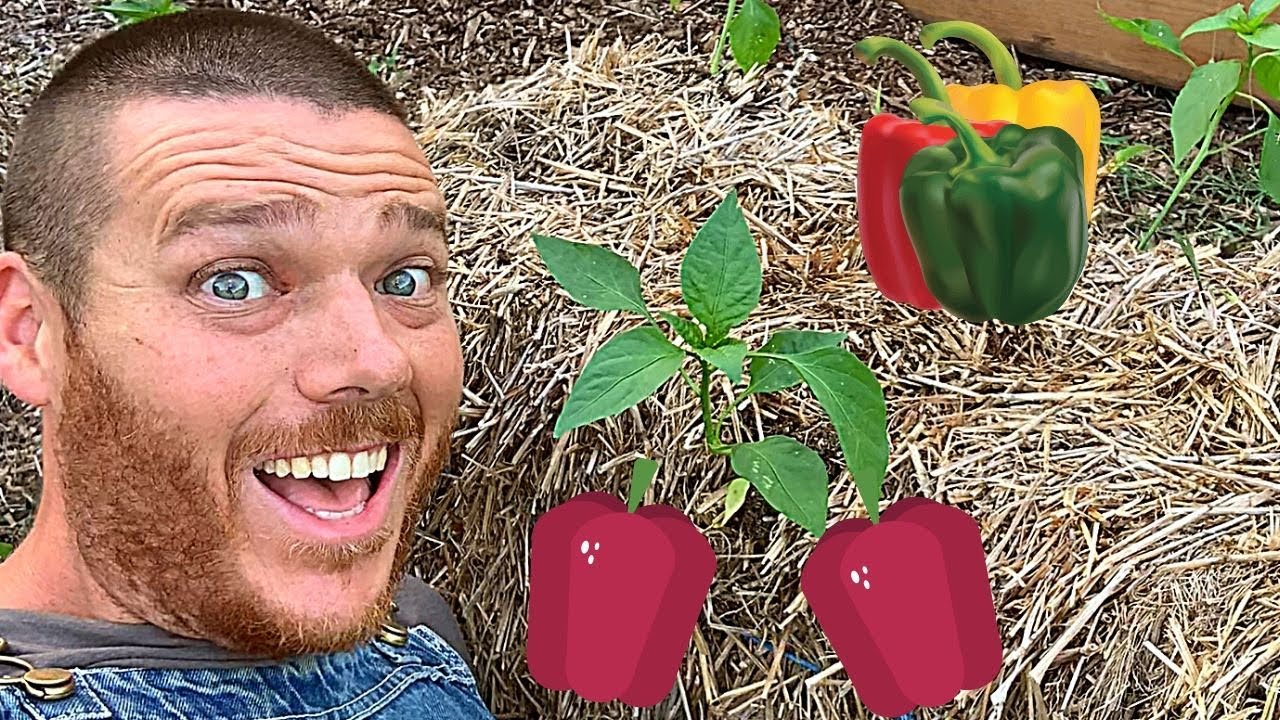 Planting Peppers in Straw Bales | Easy & Simple Gardening | How to ...