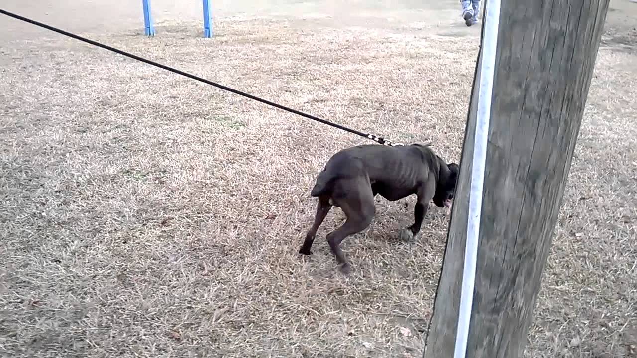 DOWNSOUTHPITZ "BIG MEECH" OUR MAIN STUD DOG - YouTube