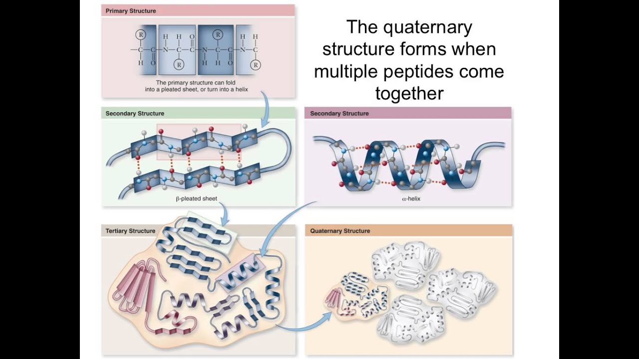 protein structure & function - YouTube