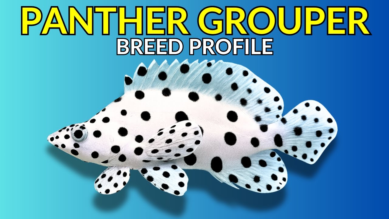 Panther Grouper Care Guide | Tank Setup Feeding Growth & Lifespan - YouTube