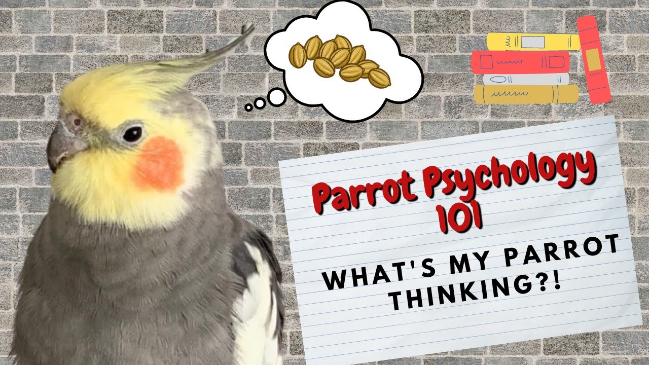 Parrot Psychology 101 | What's My Parrot Thinking? | TheParrotTeacher ...