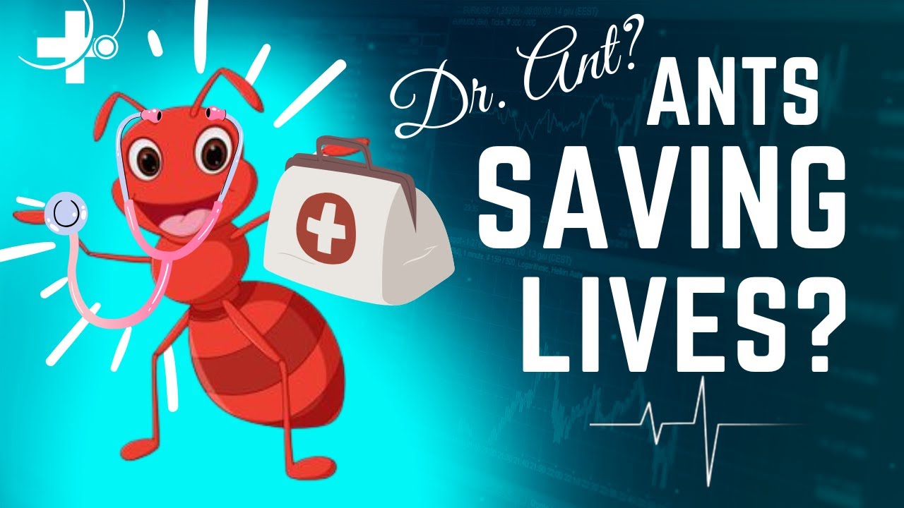 Uncovering The Paramedic Ants - YouTube