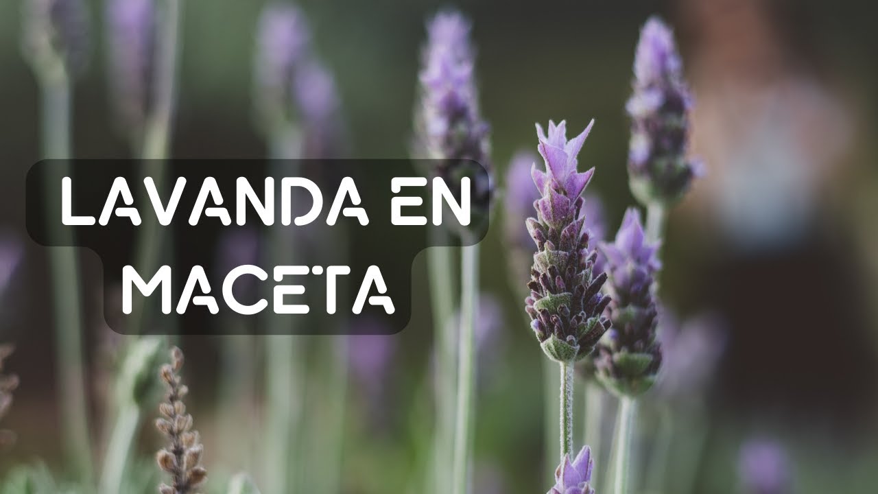 Cómo sembrar LAVANDA//obtén un montón de plantas - YouTube
