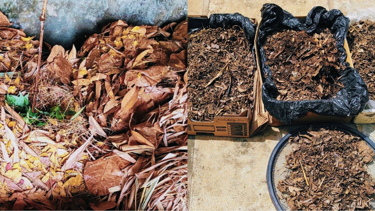 COMO fazer COMPOSTO ORGÂNICO feito com FOLHAS/ sheet compost - YouTube