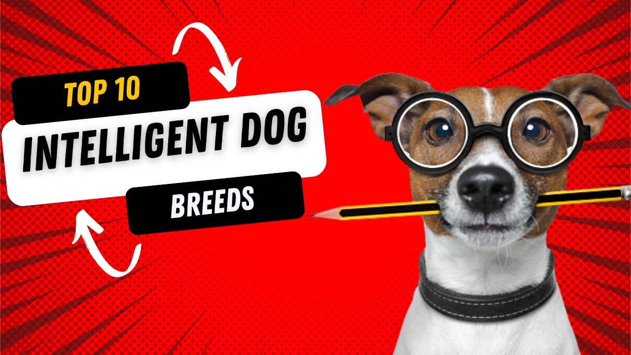 Brilliant Canine Minds: Top 10 Intelligent Dog Breeds That Will Leave ...