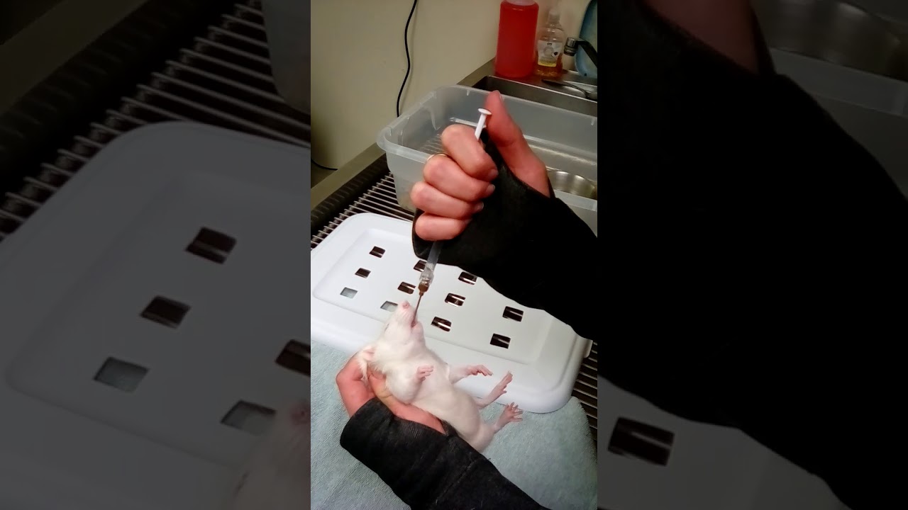 Rat Oral Dosing - YouTube