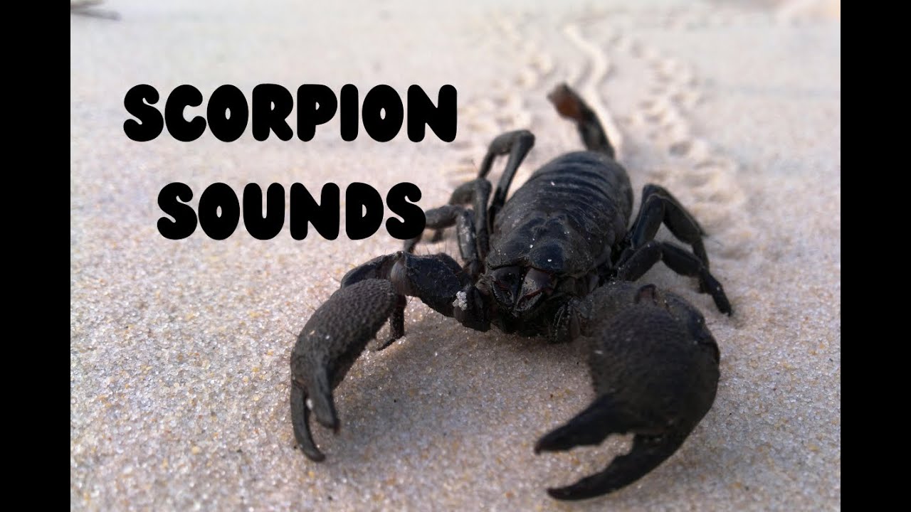 SCORPION SOUNDS - YouTube