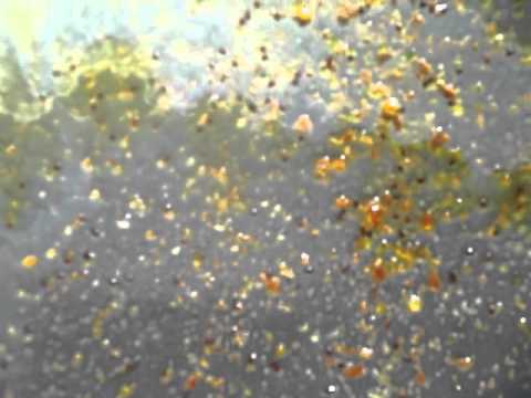 Api Life Var treatment week 2 - YouTube