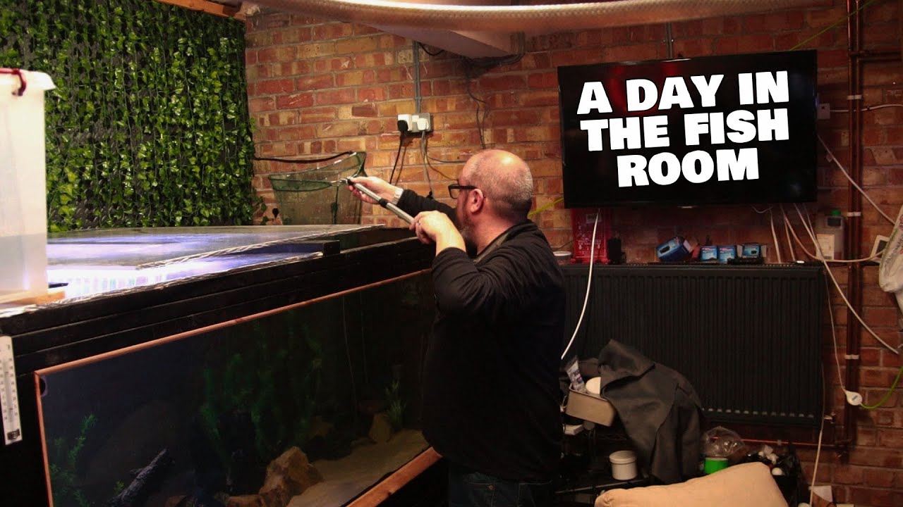 A Day in the Fish Room - Fish Room Files #6 - YouTube