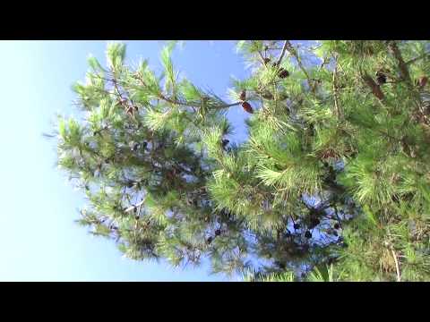 Pine Club, Kuşadası