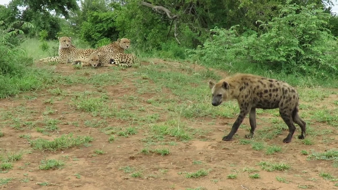Elephant vs cheetah and hyena in South Africa, kruger Park - YouTube