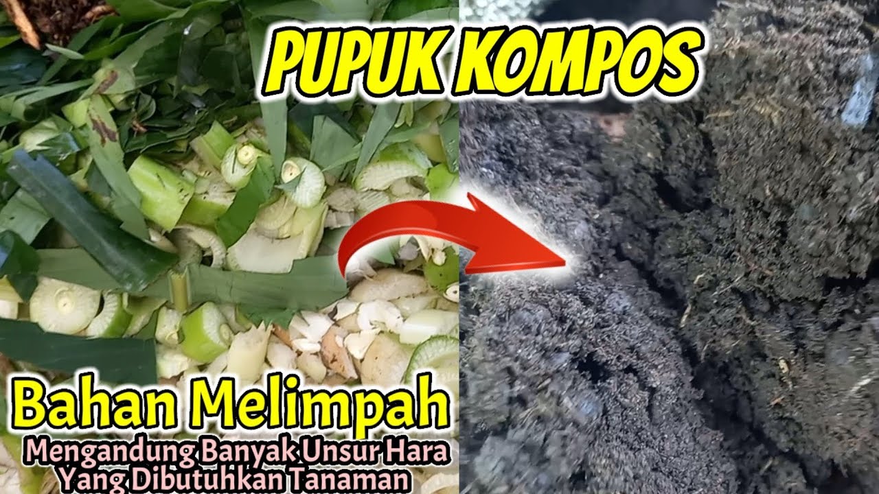 MEMBUAT PUPUK KOMPOS DARI LIMBAH GEDEBOG ATAU POHON PISANG || Mudah Dan ...