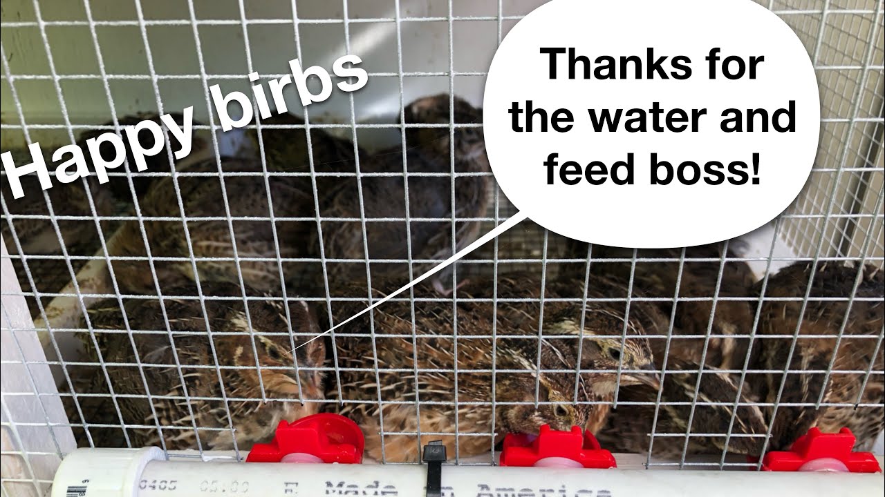 NO MESS QUAIL FEEDERS and AUTOMATIC WATER SYSTEM - YouTube