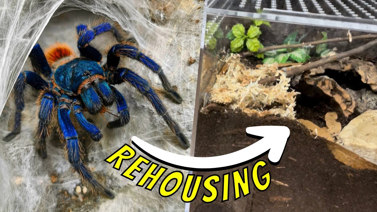 I Rehoused My TARANTULAS, Here’s What Happened.. - YouTube