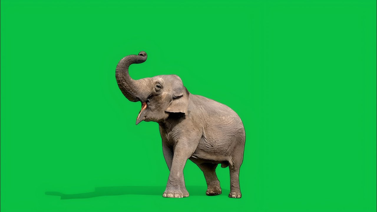 Elephant green screen video no copyright | Green screen elephant video - YouTube