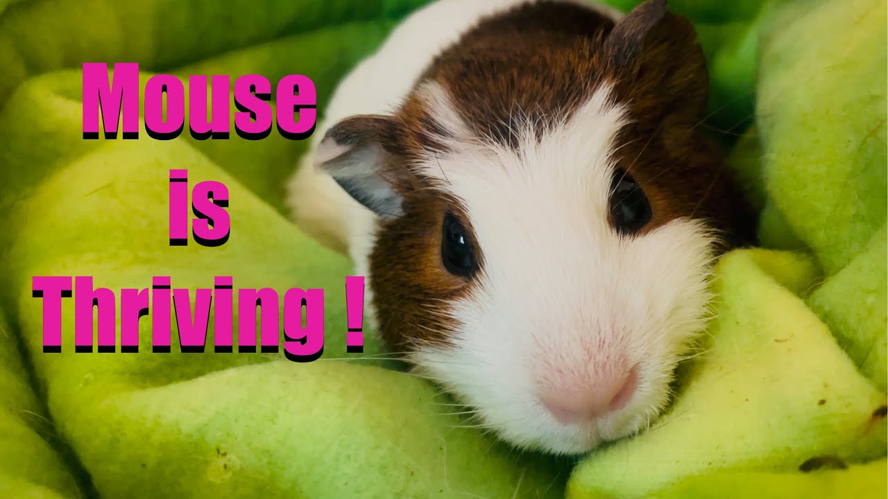 Mouse’s Journey: Thriving After the 400 Guinea Pig Hoarding Crisis ...