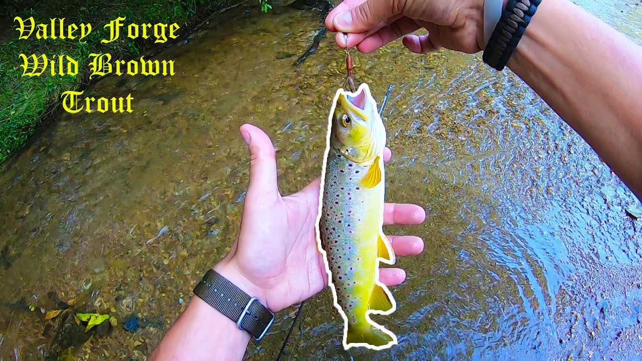 Valley Creek Fishing @ Valley Forge - PLUMP Wild Brown Trout - YouTube
