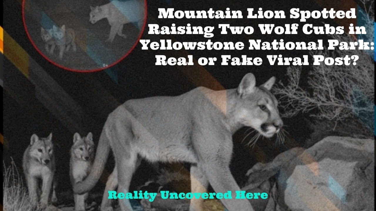 Mountain Lion Spotted Raising Two Wolf Cubs in Yellowstone National ...