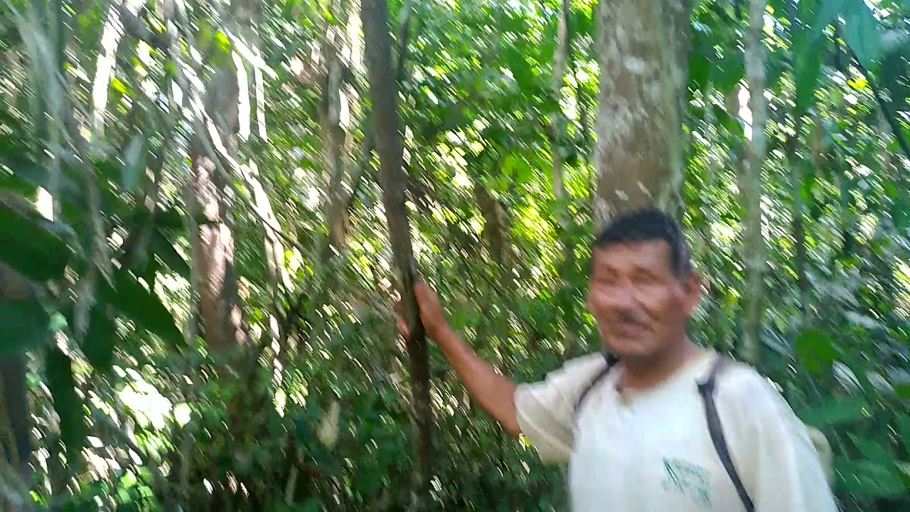 Uña de gato médicinal. Liane à eau. Amazonie péruvienne. Novembre 2019 ...