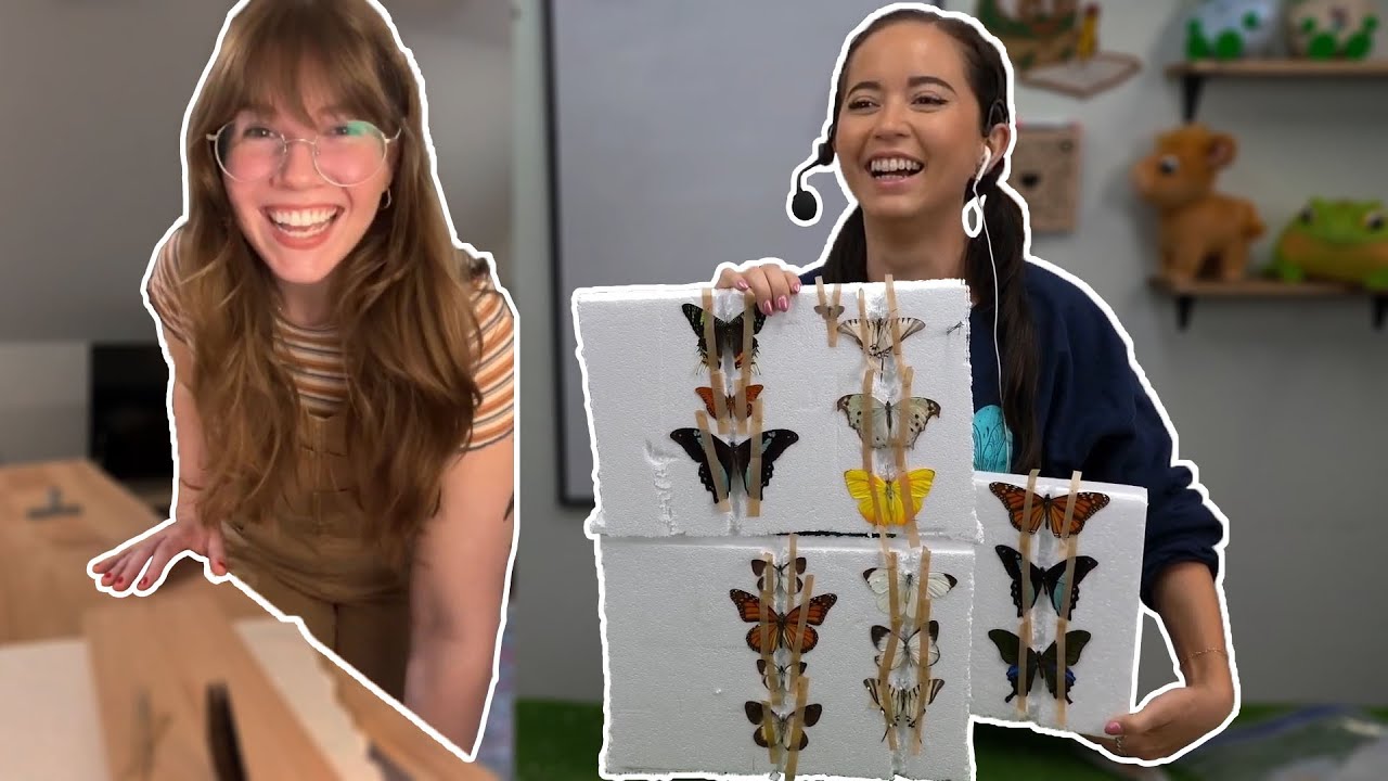 Butterfly Pinning With An Entomologist🦋🐛🐞 - 5/17/24 - YouTube