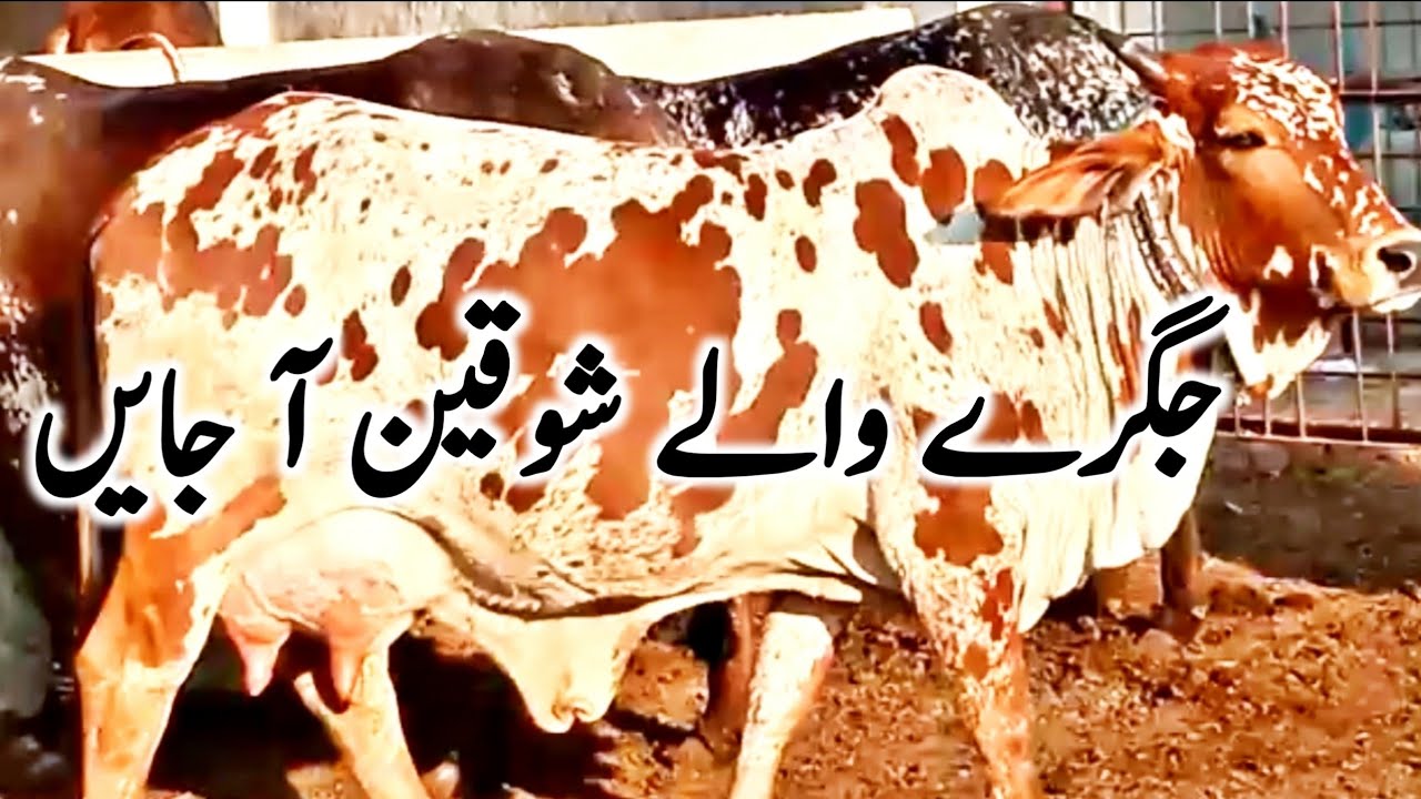 Pure Quality Cholistani Sahiwal Cow Shah Muhammad Cow || Global Village ...