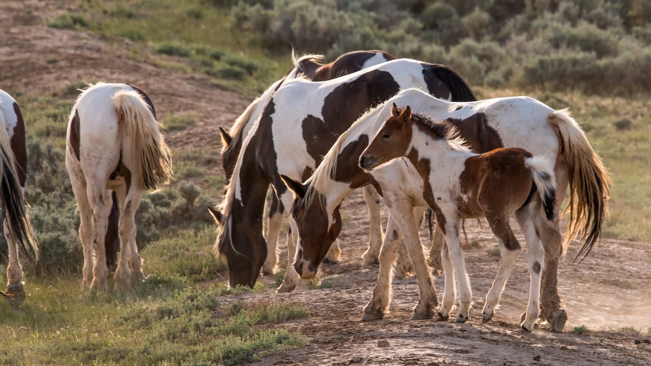 Wild Painted Ladies the Wild Horses and Mares of Wyoming by Karen King ...