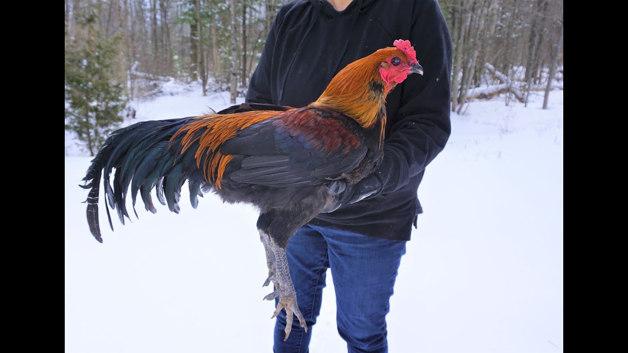 Belgium Giant Liege Fighter stags @ 10 months of age - YouTube