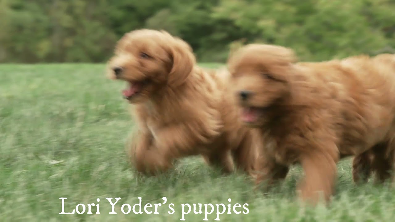 Lori Yoder's Mini Goldendoodle Puppies - YouTube