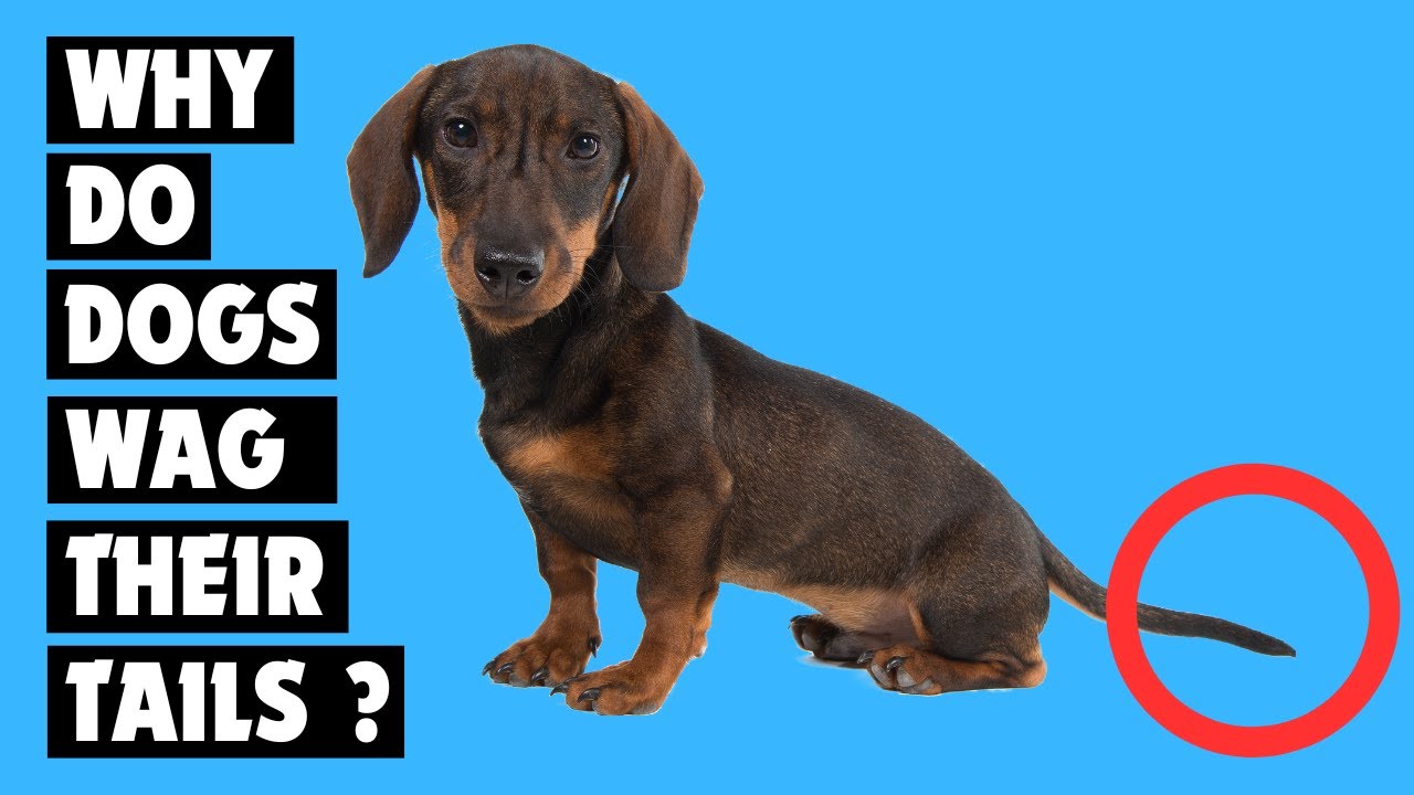 5 Reasons Why Dogs Wag Their Tails? / You Need To Learn These - YouTube