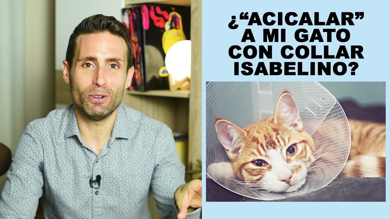¿Debo "acicalar" manualmente a mi gato con collar isabelino? - YouTube
