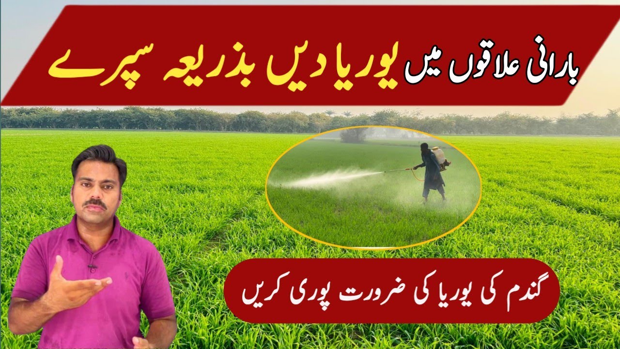 How to use urea in barani area | Urea application by foliar method in ...