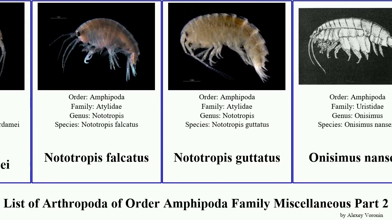 Amphipoda