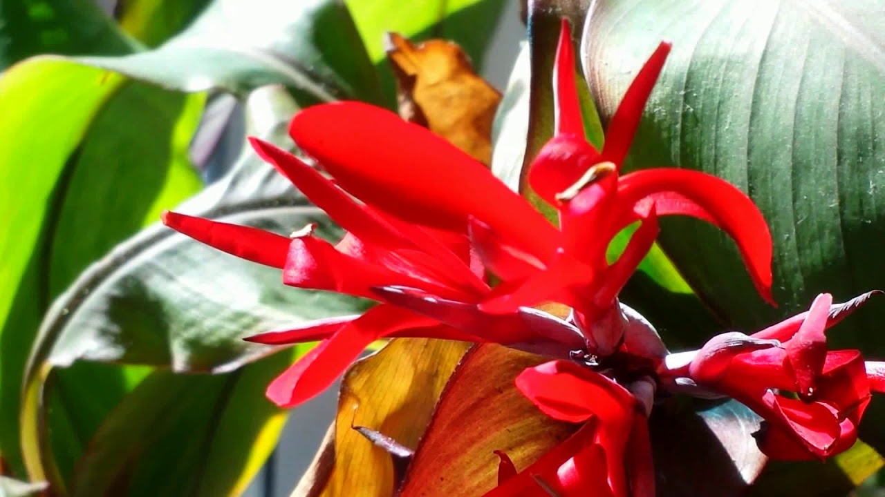 Beautiful Red Flower from Kenya - YouTube