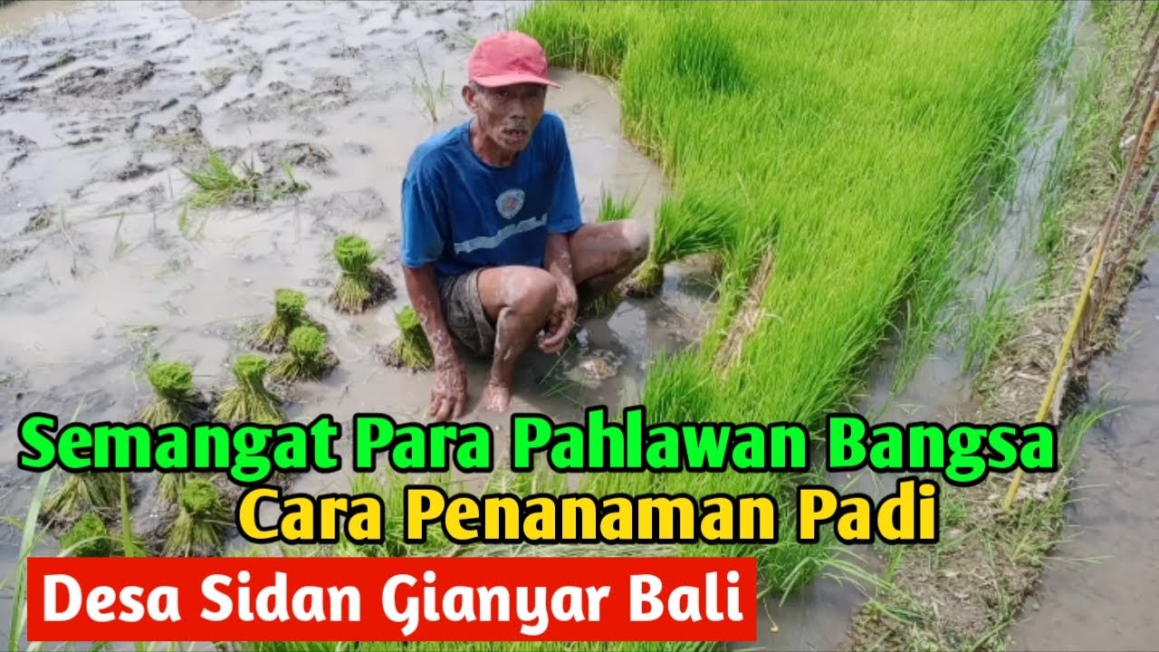 SEMANGAT PARA PAHLAWAN BANGSA !! Cara Penanaman Padi !! Desa Sidan ...