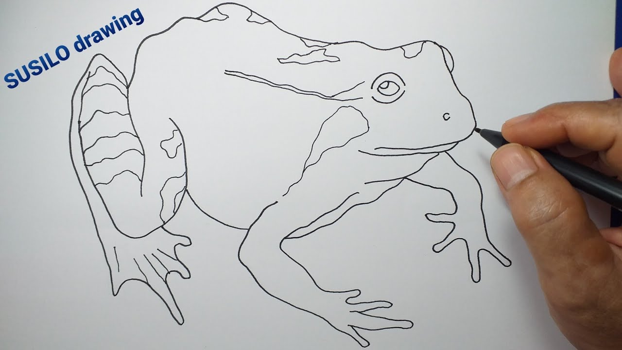 Cara Mudah Menggambar KODOK KATAK Buat Pemula || How to draw Frog for ...