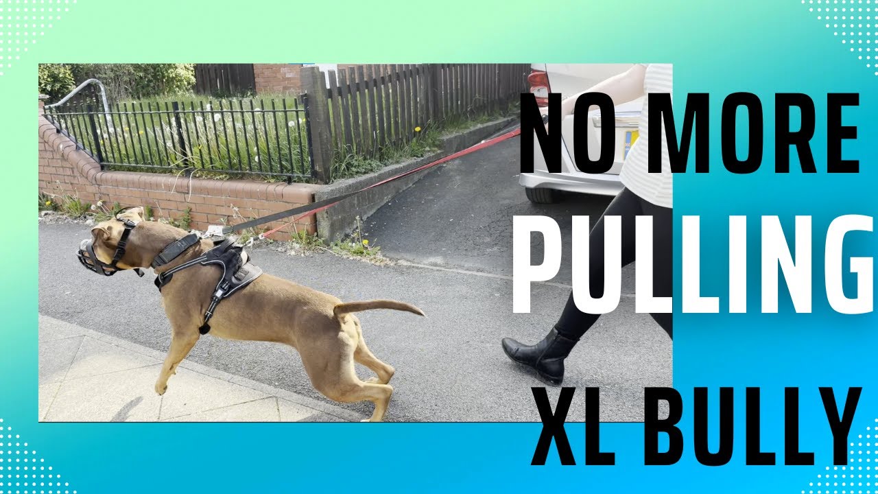 Loose Lead Walking with an XL Bully | Training Transformation | Session ...