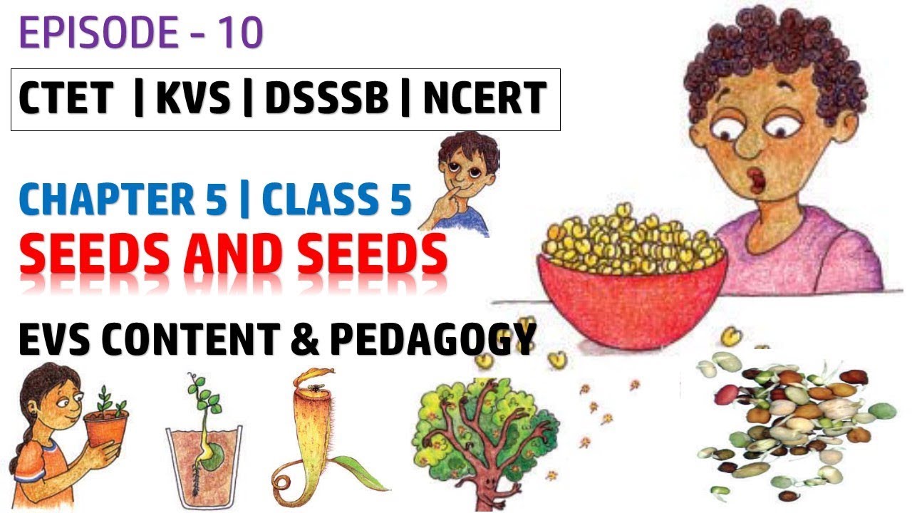 EP- 10 | Seeds and Seeds | EVS Content and Pedagogy for Class 5 Chapter ...