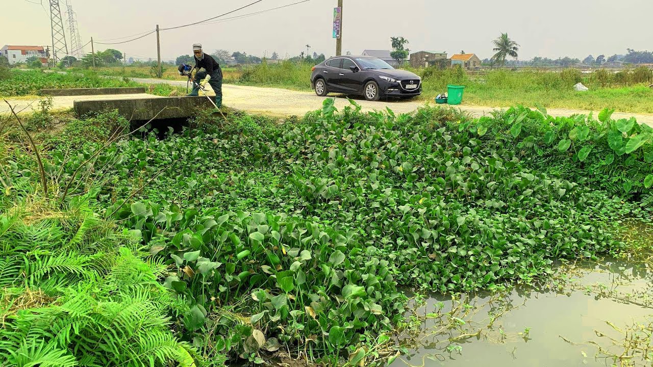 Lawn Mowing Transforms Beaver drain clogged with vegetation and Free ...