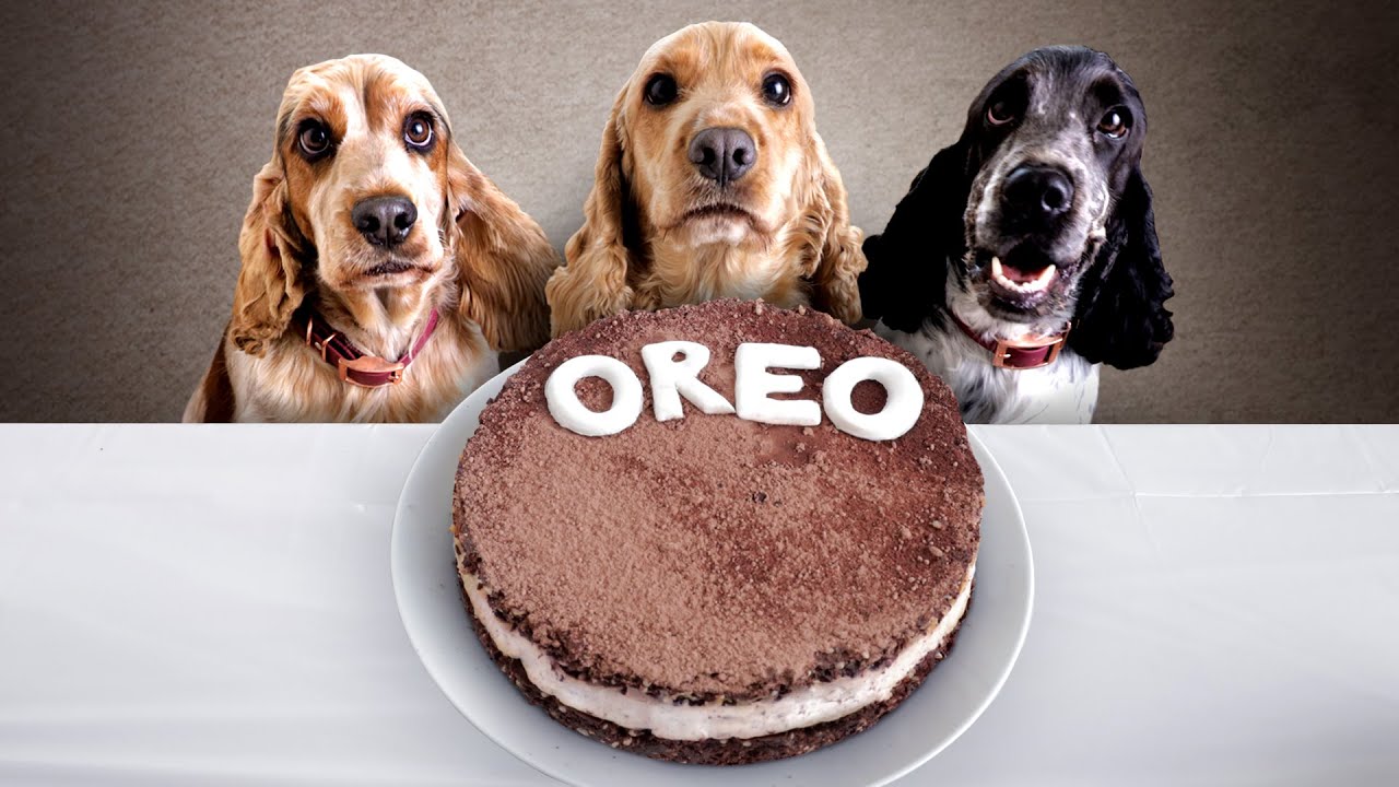 OREO CAKE FOR DOGS | Homemade Dog Treats - YouTube