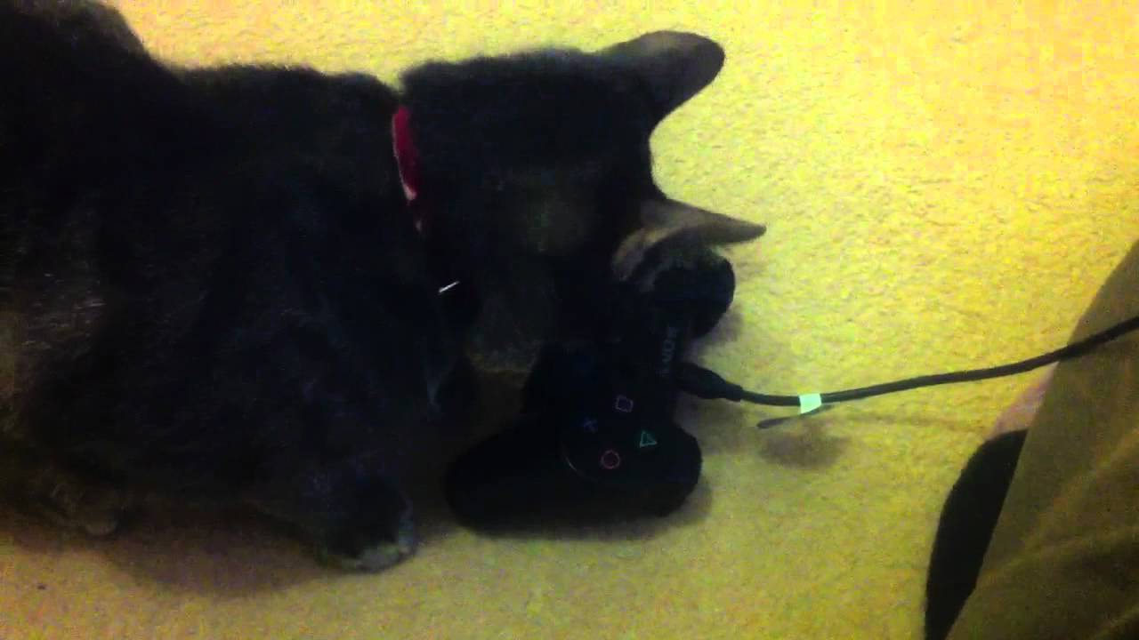 Cat plays ps3 - YouTube