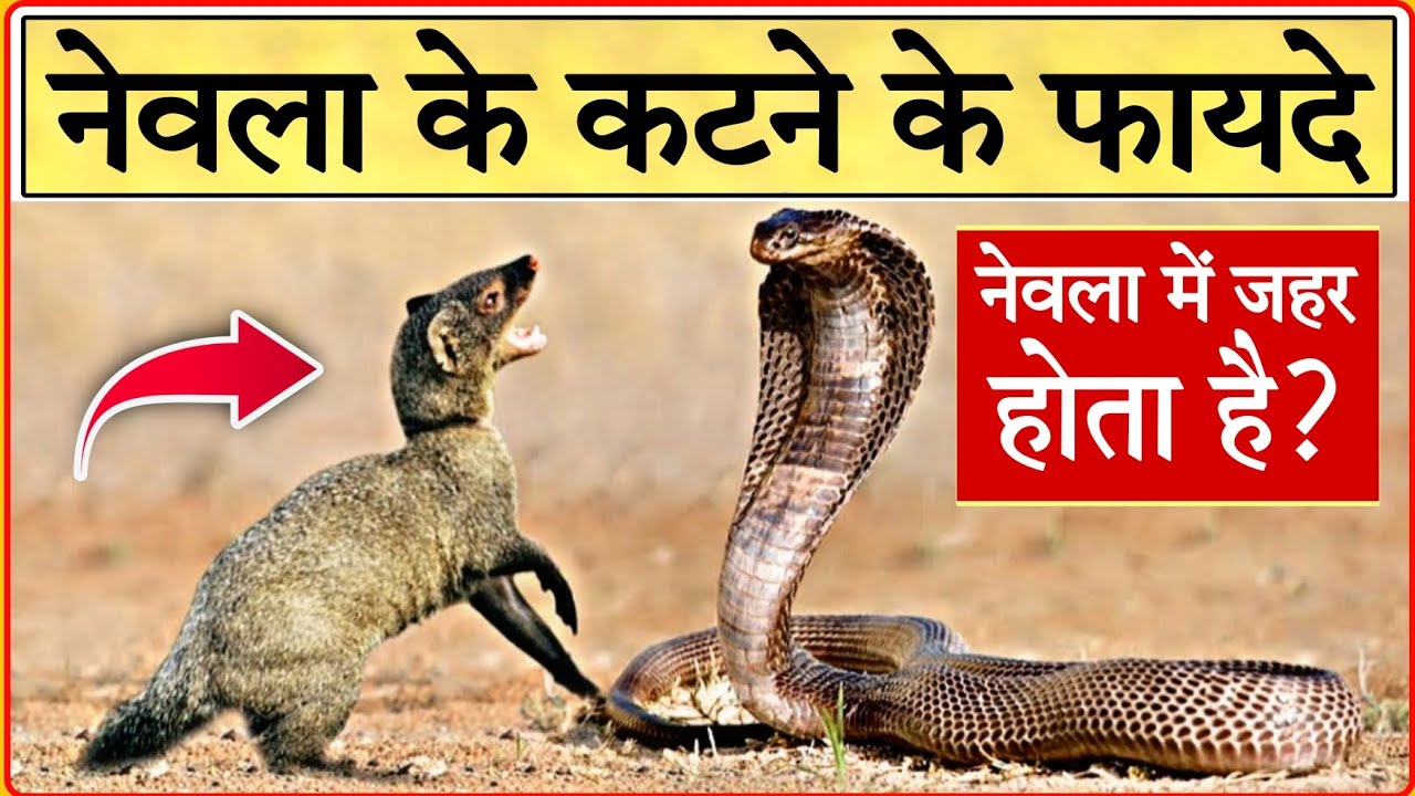 नेवला के कटने से क्या होता है। Newla ke katne se kya hota hai - YouTube