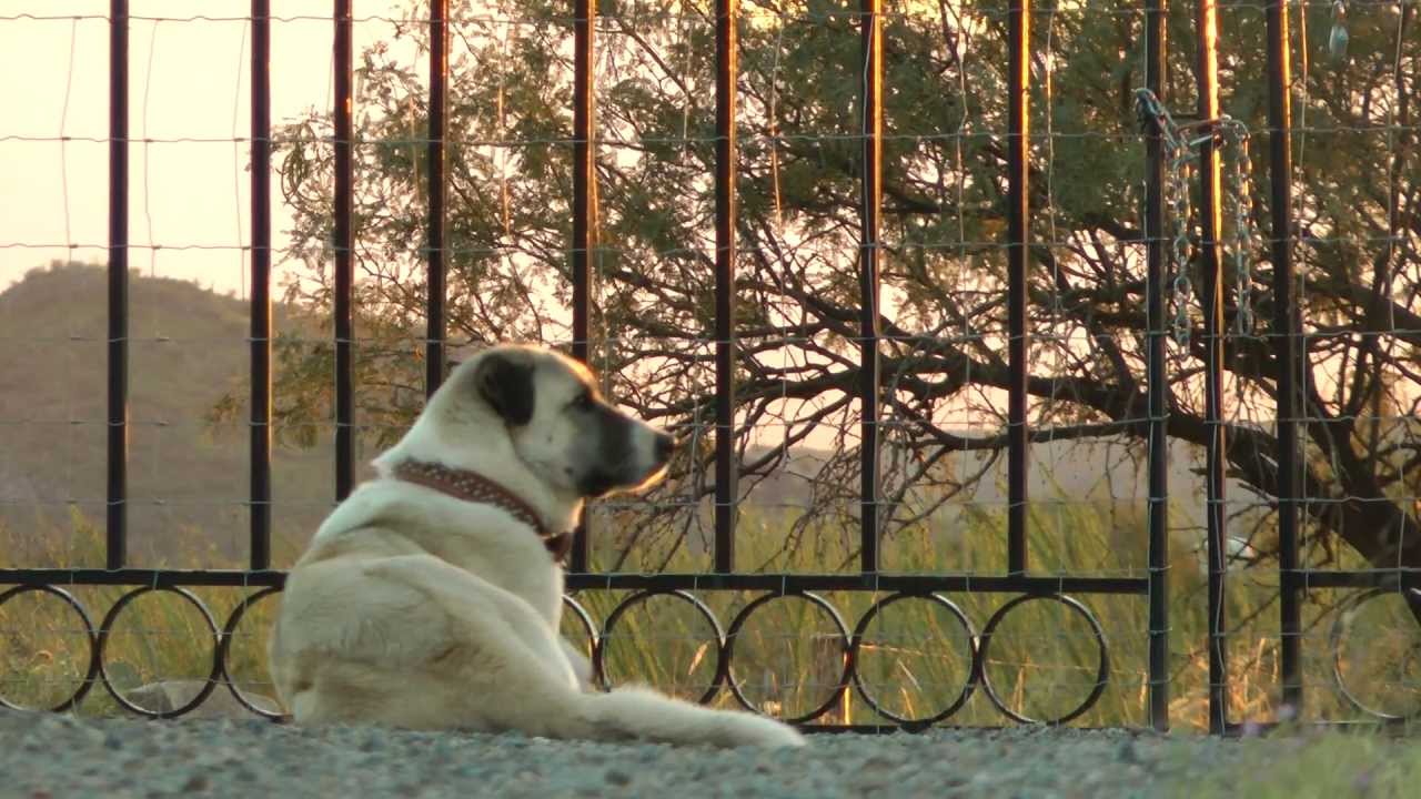 Beautiful desert sunrise this morning w/ camels, ostrich, emu & guard ...