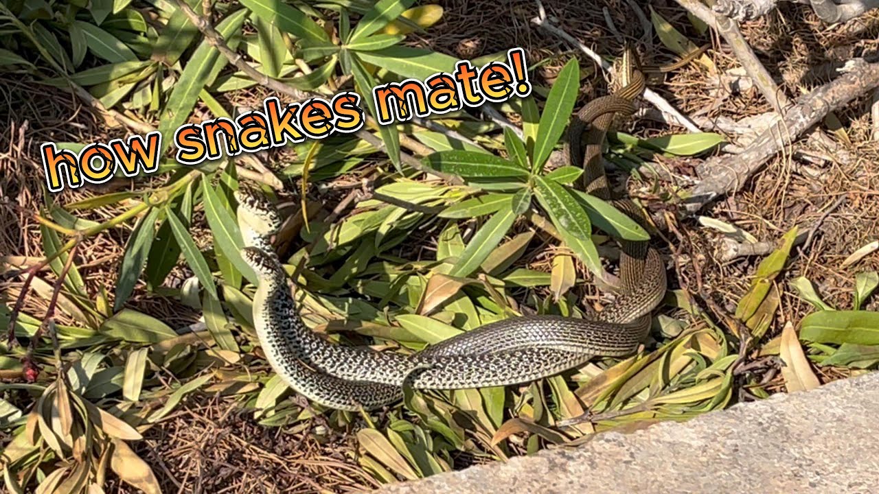 How snakes mate / Πως ζευγαρωνουν τα φιδια!! - YouTube