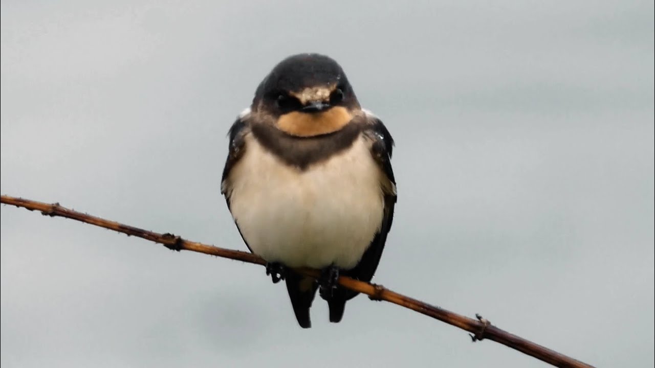 Rauchschwalbe (Hirundo rustica) am Elfrather See - YouTube
