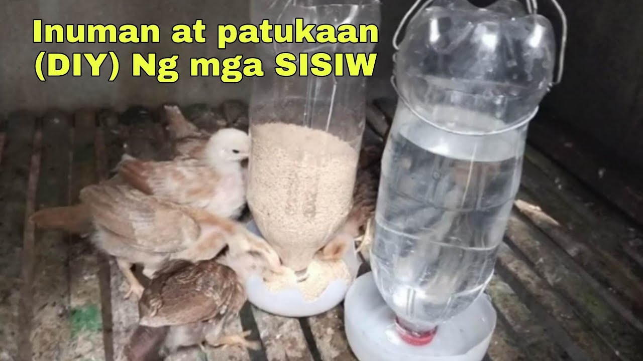 Inuman at patukaan (DIY) Ng mga SISIW #diy #creative #diycrafts #crafts ...