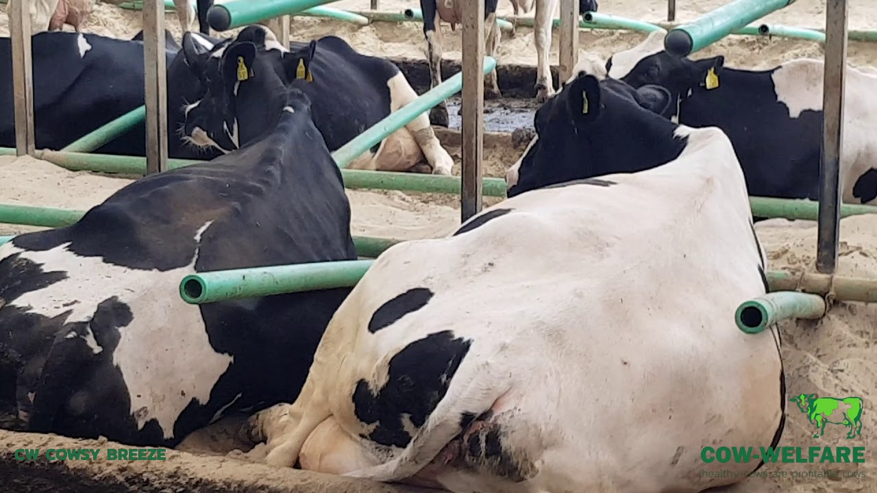 Get to know: Cow-Welfare Cowsy Breeze - YouTube