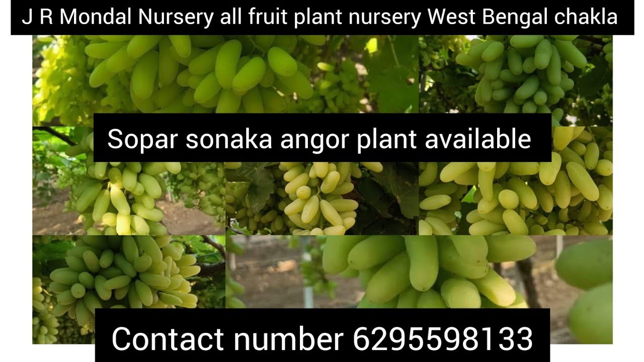 angor ka variety leke aiyehe J R Mondal Nursery all fruit plant nursery ...