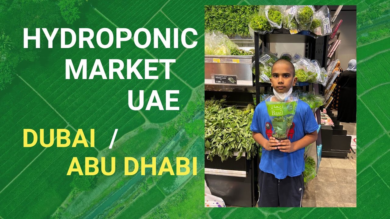 Hydroponic Market in UAE | hydroponic farm benefits | selling hydroponic vegetables - YouTube