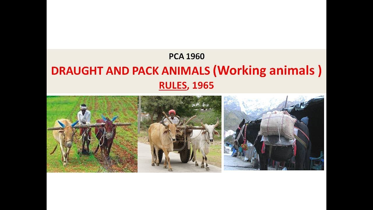 PGDAW 201 Welfare issues in draught and pack (working) animals and ...