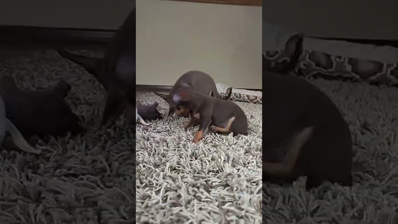 Щенки Пражского крысарика, ратлика. Питомник Пражских крысариков ...